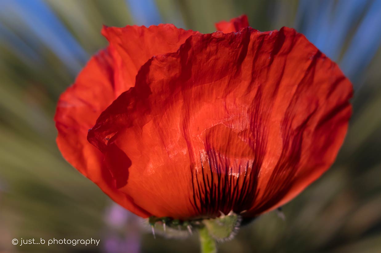 Big Red Poppies - A Garden and Flower Favorite Come Late Spring