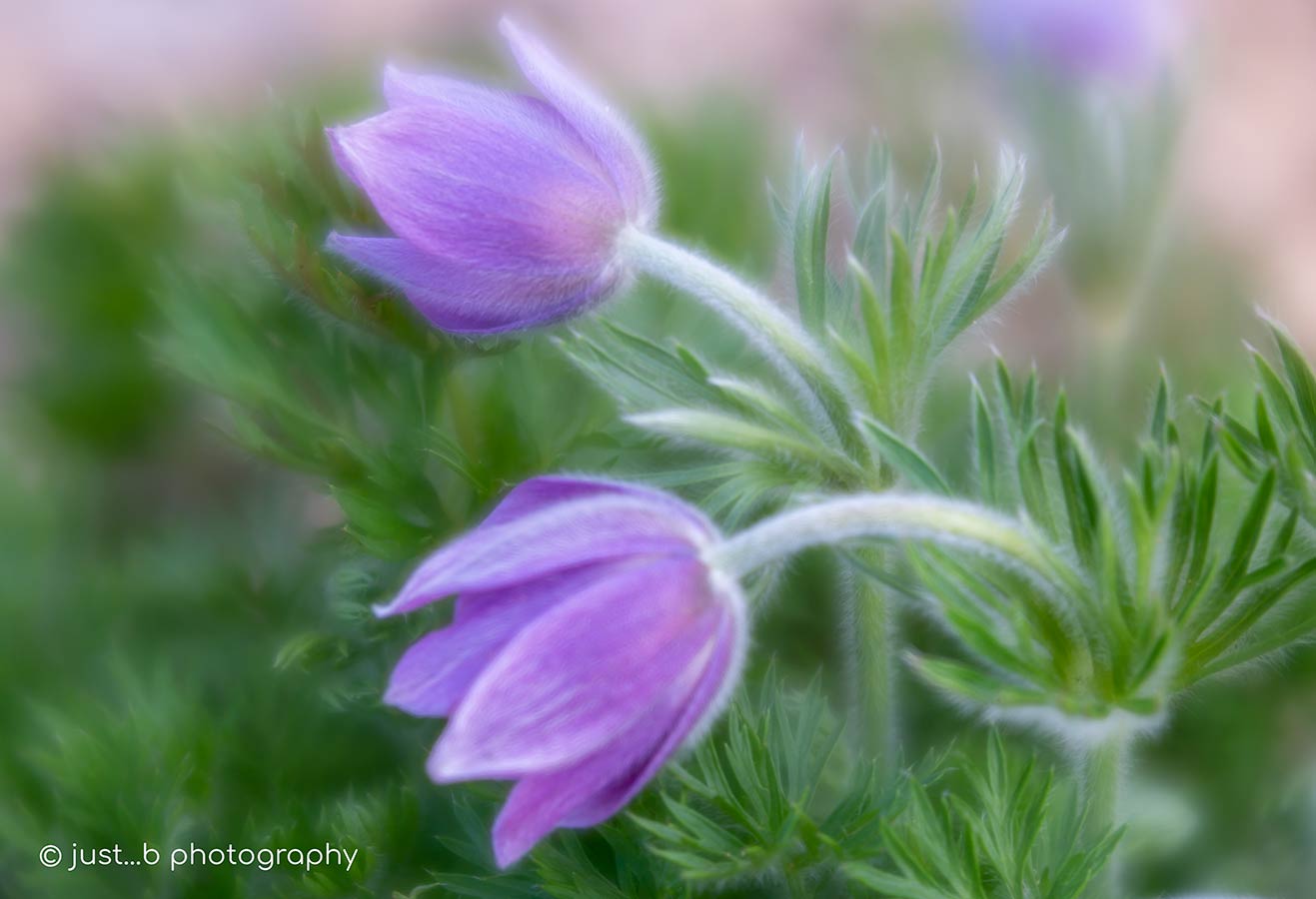 Pasque Flower In Snow