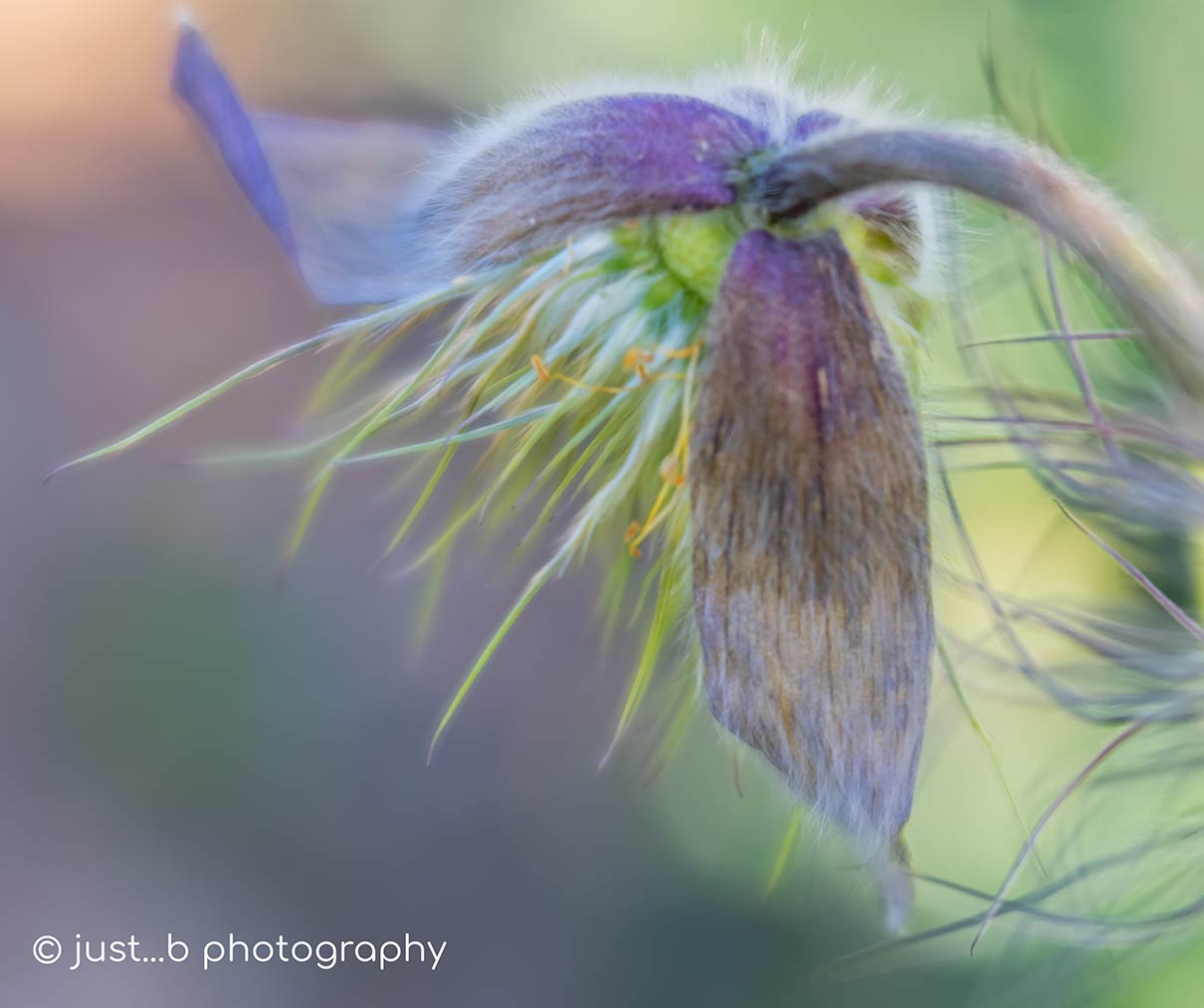 Pasque Flowers Transformation - Flower to Silky White Seed Head