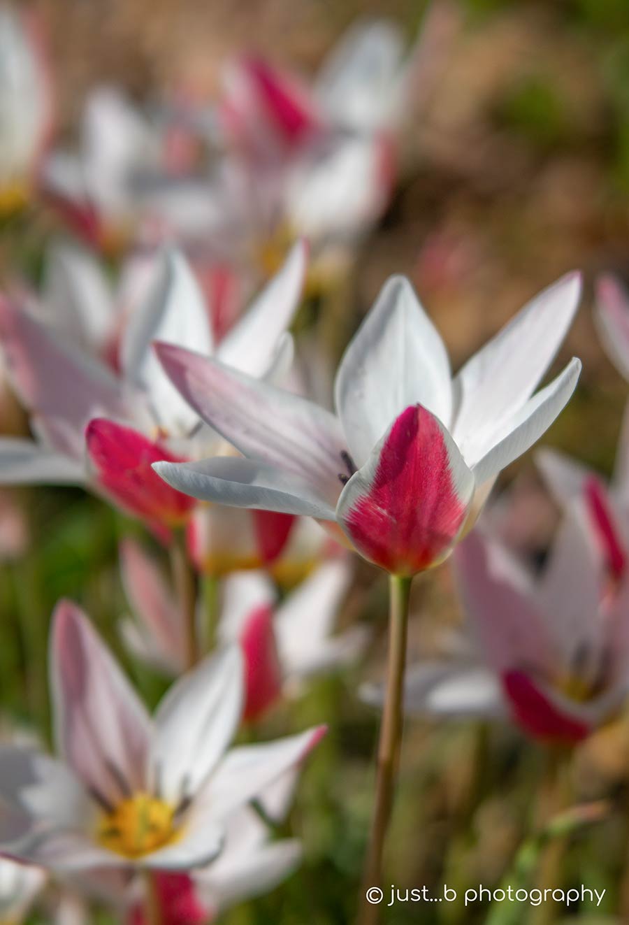 Wild and Native Tulips Brighten Up Rocky Gardens in Early Spring