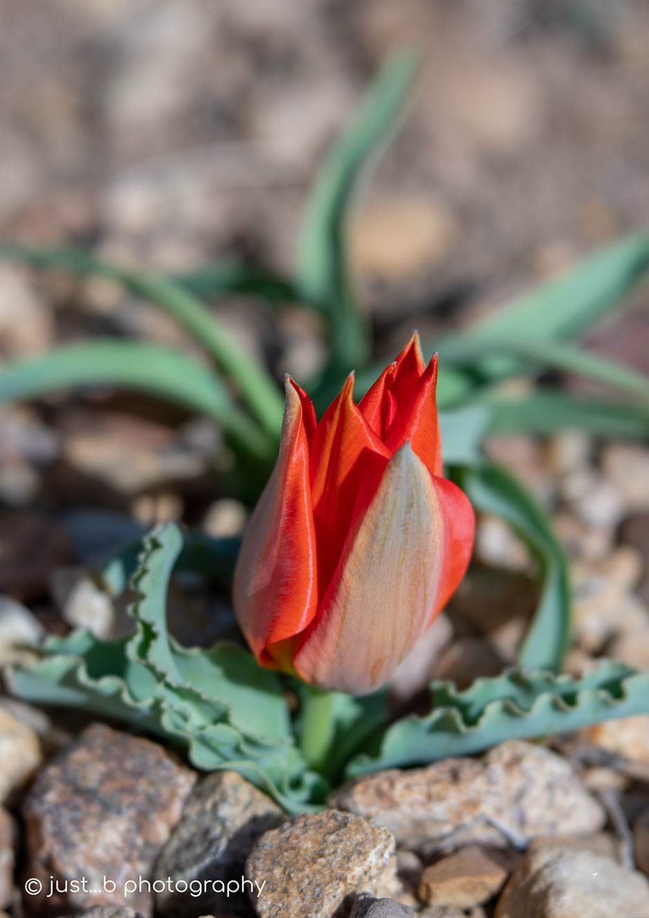 Wild and Native Tulips Brighten Up Rocky Gardens in Early Spring