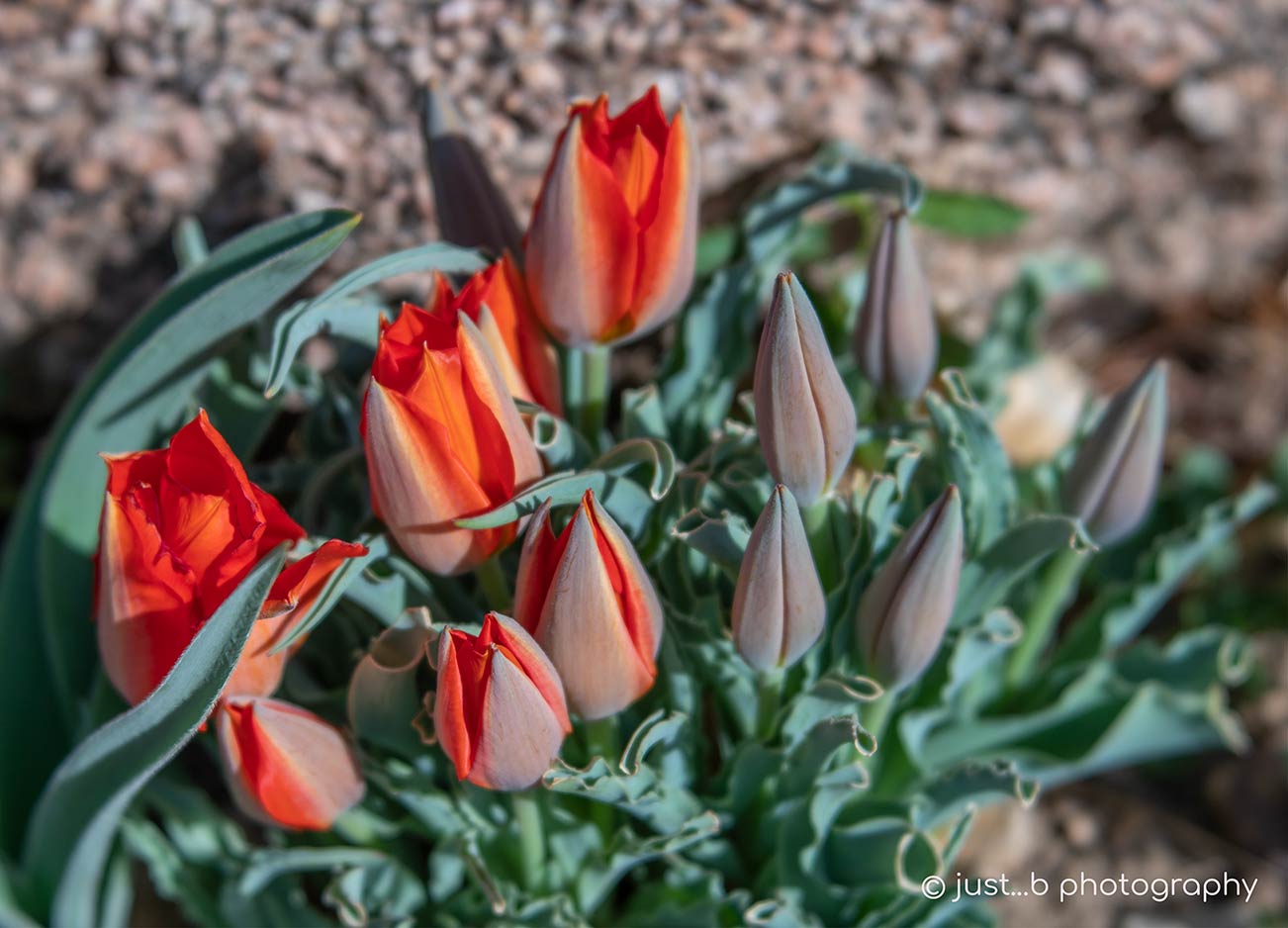 Wild and Native Tulips Brighten Up Rocky Gardens in Early Spring