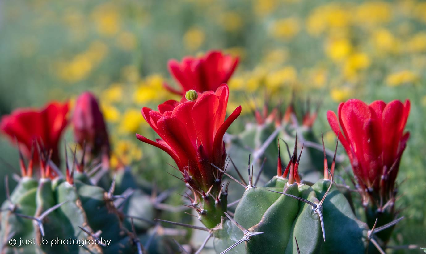 Barrel Cactus Blooms with their Red Waxy Flowers and Long White Spines