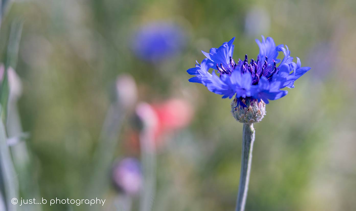 Bachelor's Buttons with Their Frilly Little Purple Flower Blooms