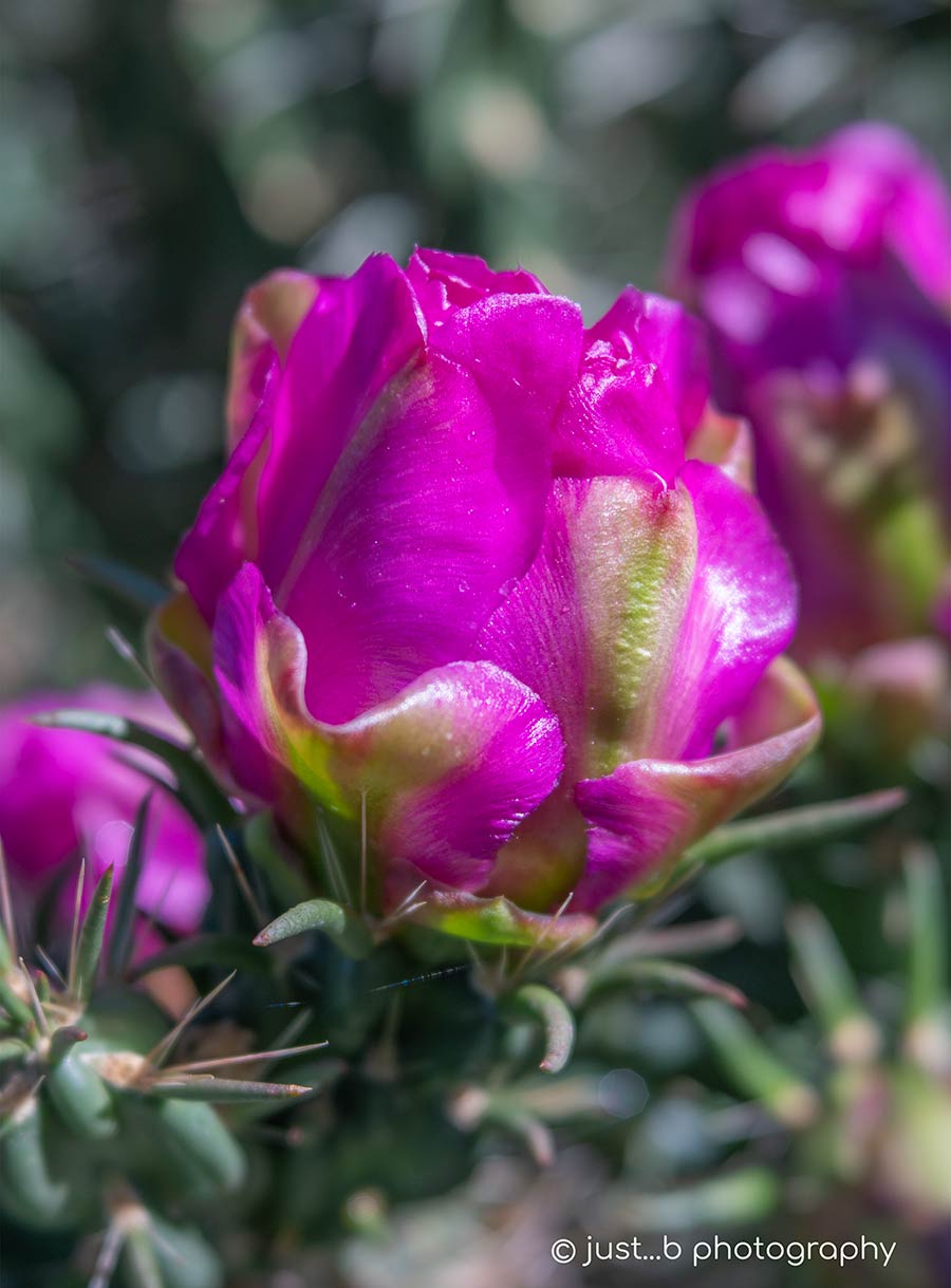 Magenta Pink Cholla Cactus Flowers Burst Open in Summer