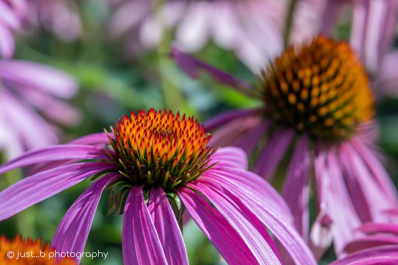 Bee Friendly Coneflowers Grace Summer Gardens with Big Blooms