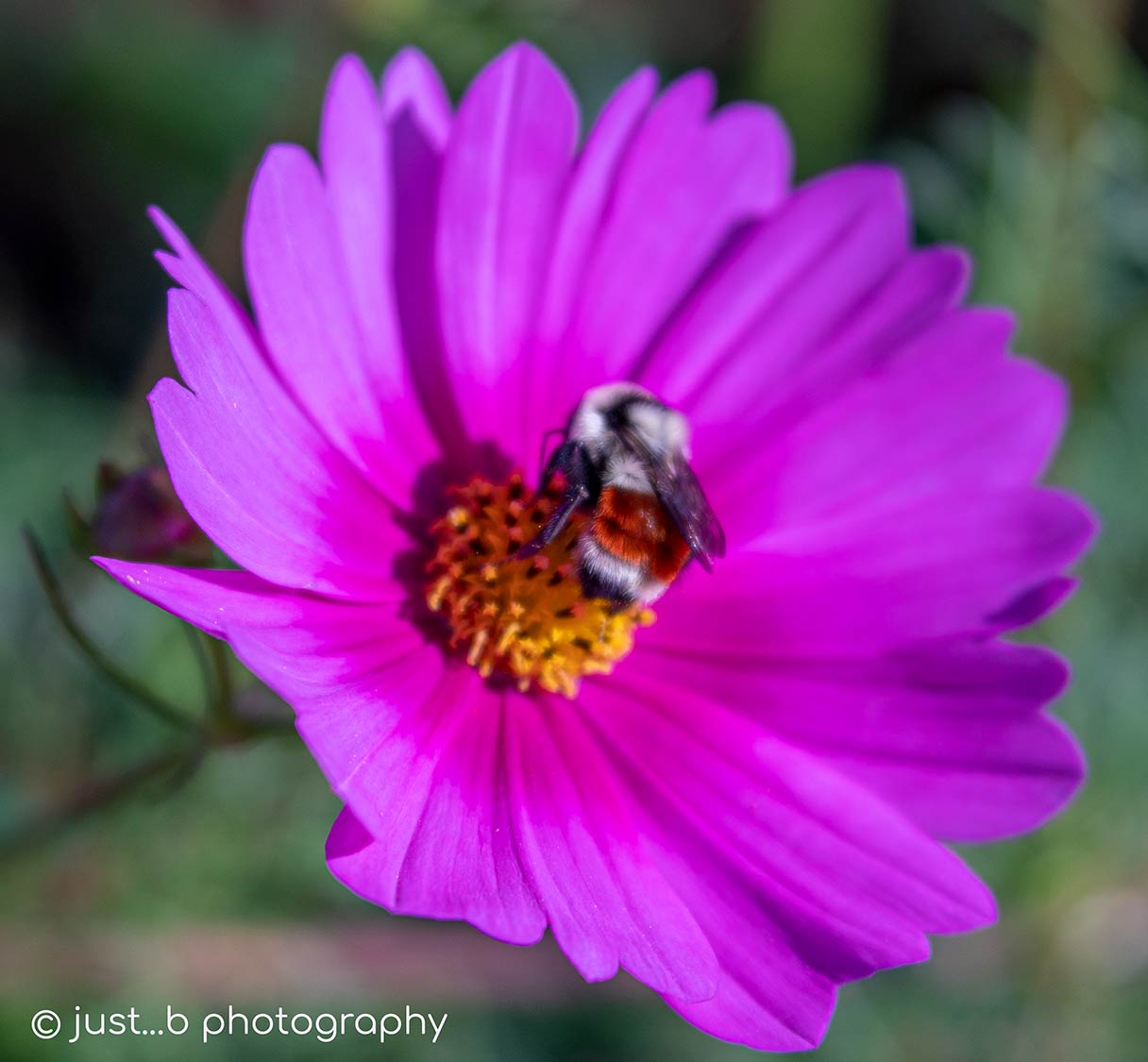 Colorful Cosmos Flowers Bloom in White and Shades of Pink