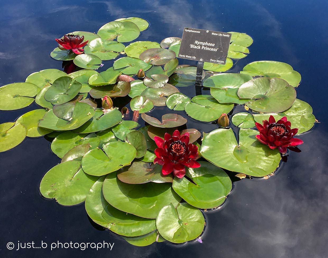 Lily Pad Love: Paying Homage to Floating Flora with Water Lilies