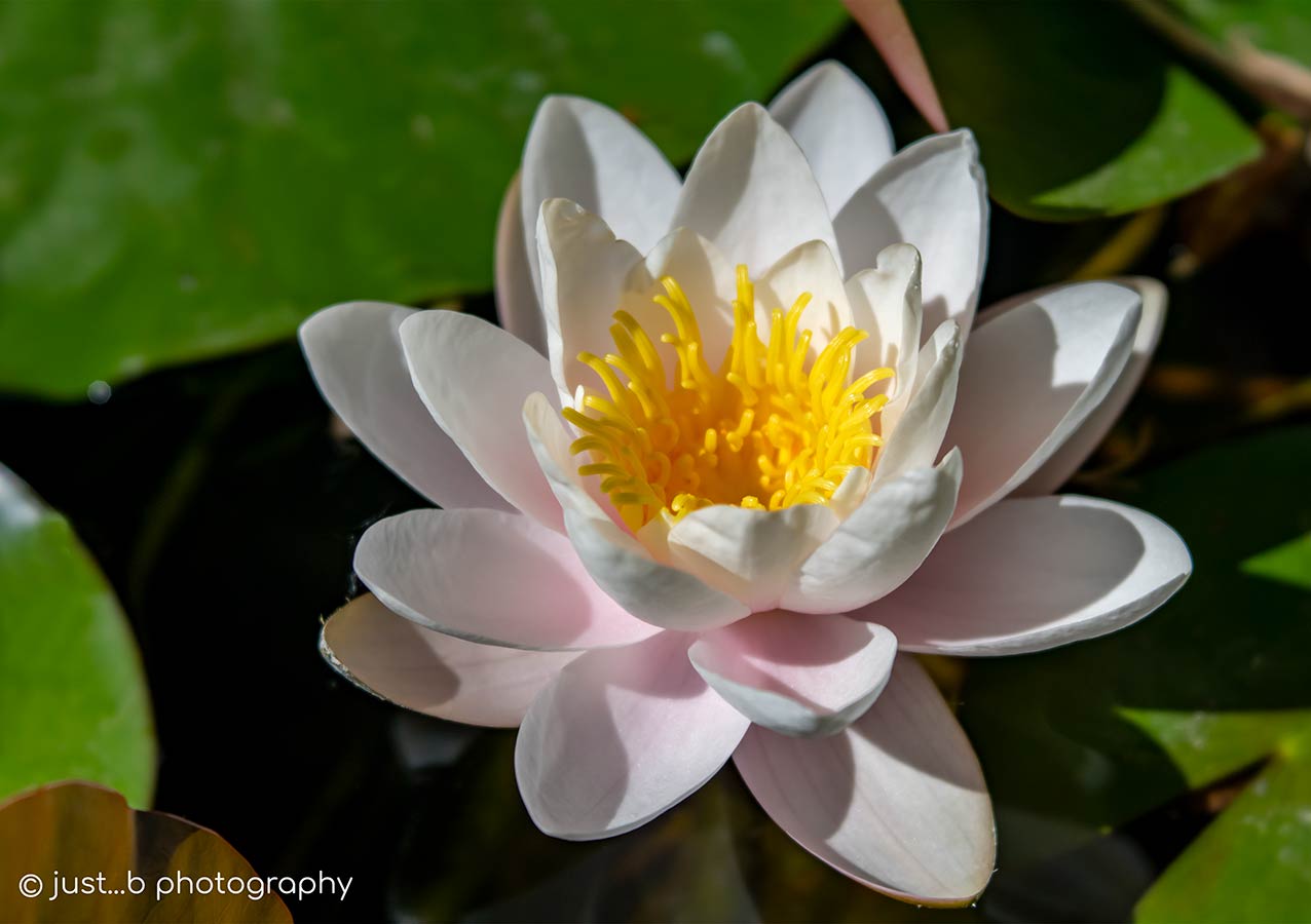 Lily Pad Love: Paying Homage to Floating Flora with Water Lilies