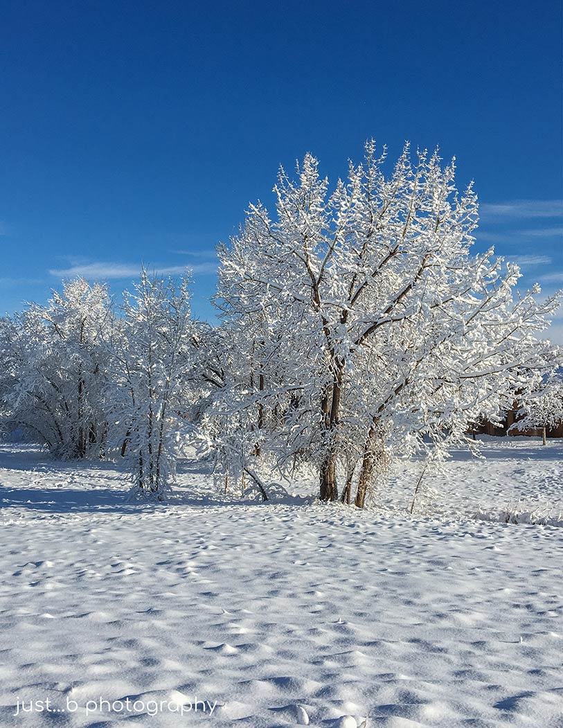 A Winter Walk Among Snow Frosted Trees - Celebrate the Snow!