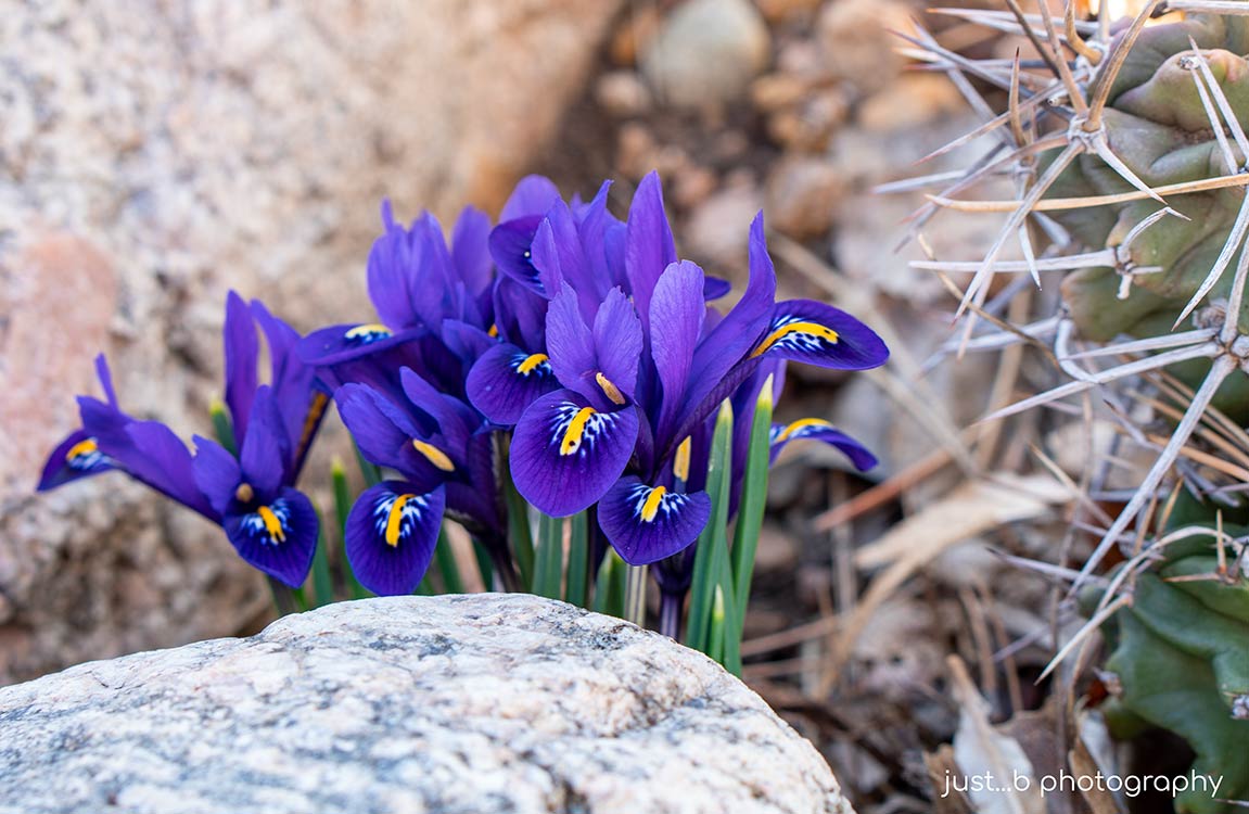 Dwarf Iris in Deep Purples are Hardy, Little, Early Spring Flowers