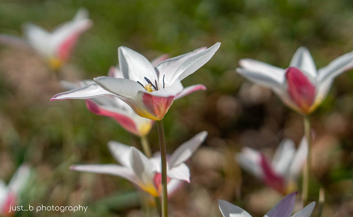 Lady Jane Dainty, White and Pink Miniature, Native Tulips