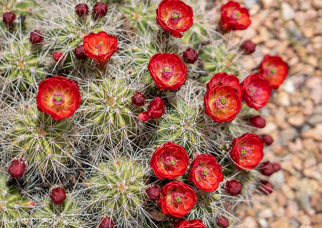 Blooming Hedgehog Cactus Plants During a Visit to Santa Fe, NM