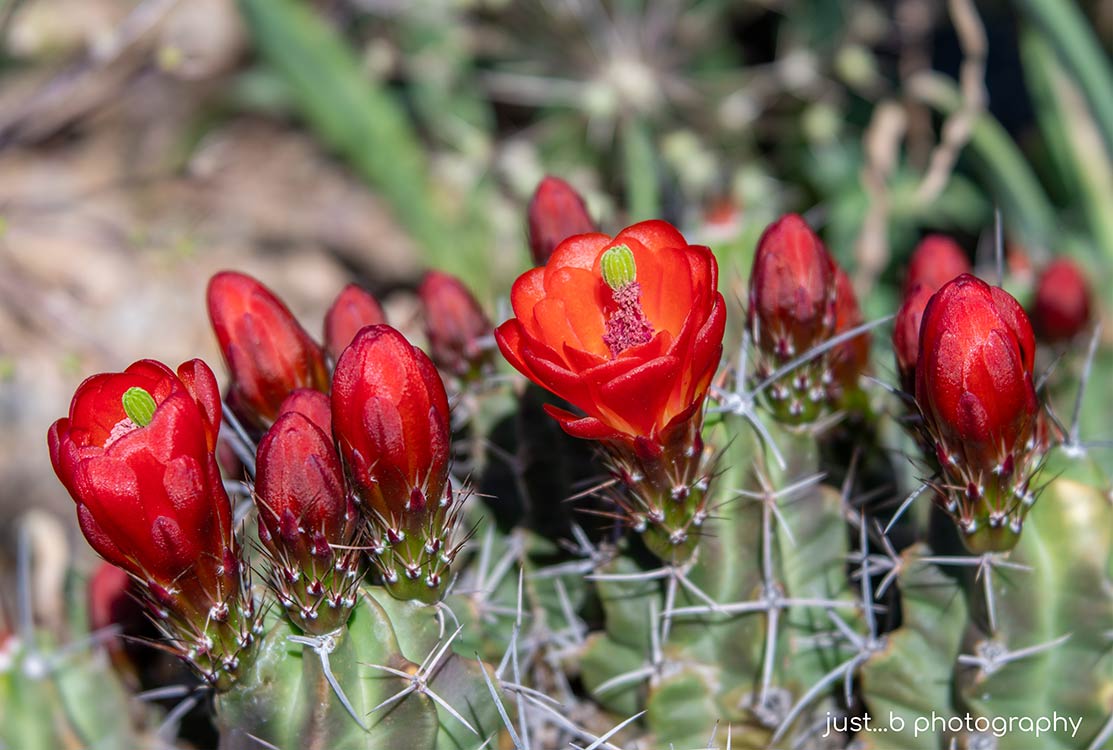 Red Claret Cup Hedgehog Barrel Cactus Flowers and Nubby Buds