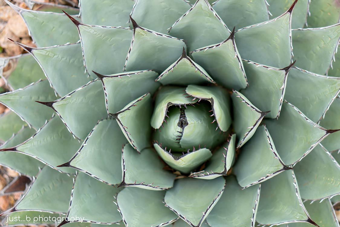 Agave Plants Often Called Century Plants with Their Rosette Form