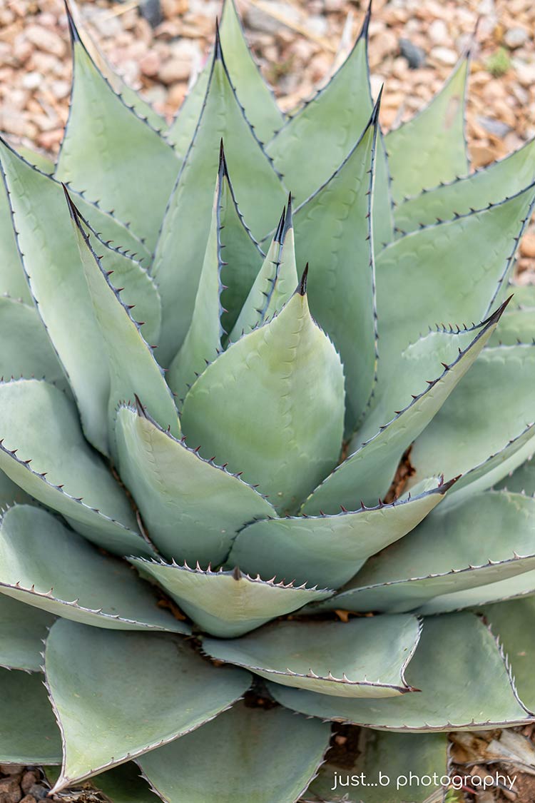 Agave Plants Often Called Century Plants with Their Rosette Form