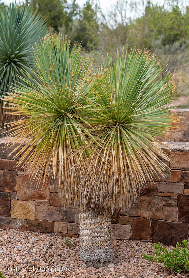 Yucca Plants with Their White Bell-Shaped Flowers are Beautiful