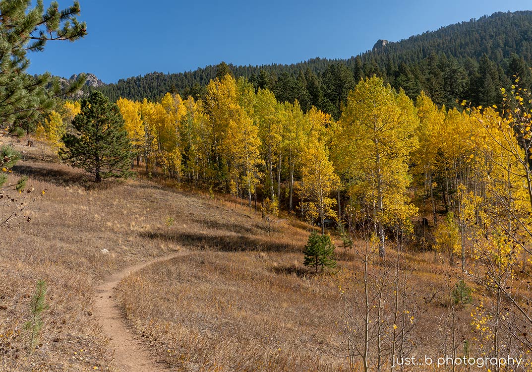Aspen Trees in Fall - Colorado's Colorful Fall Landscape Scenery