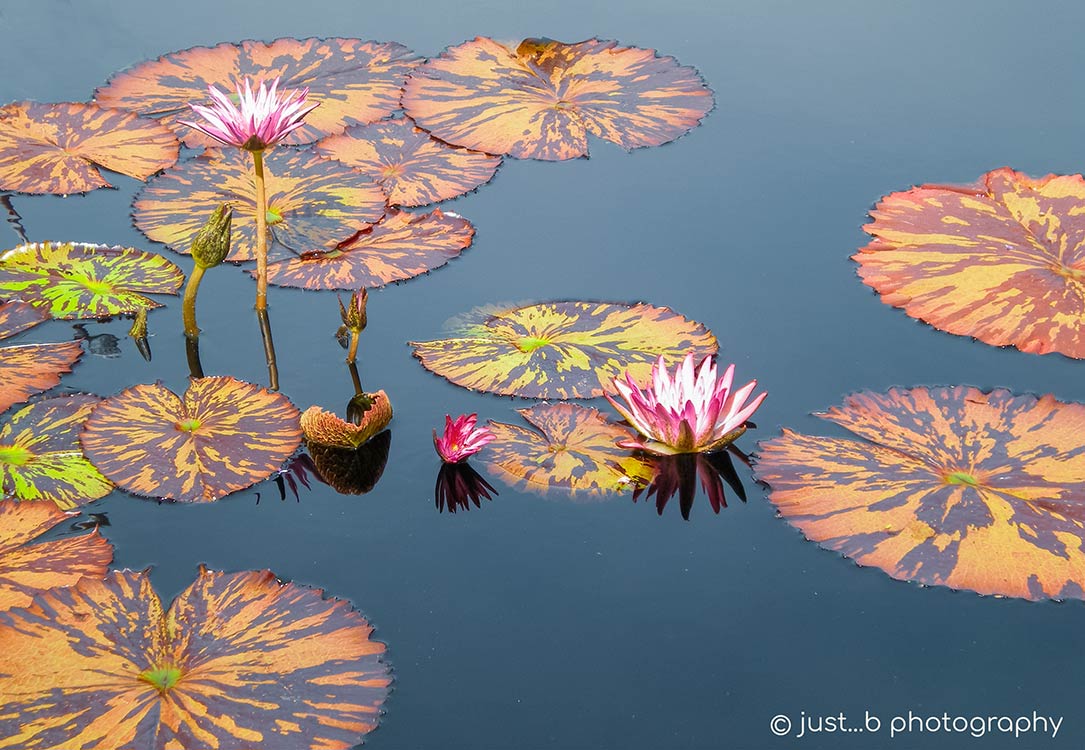 Lily Pad Love: Paying Homage to Floating Flora with Water Lilies