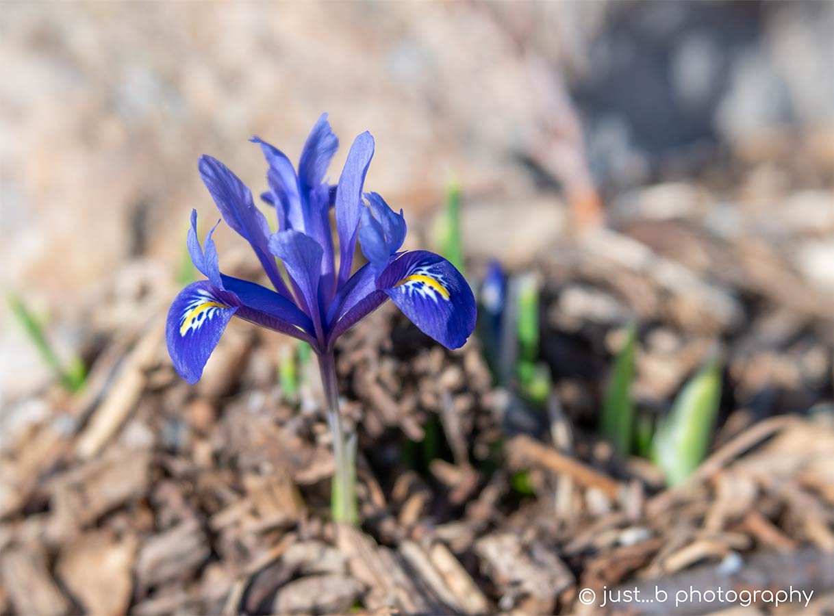 Spring Snow Archives - just...b photography