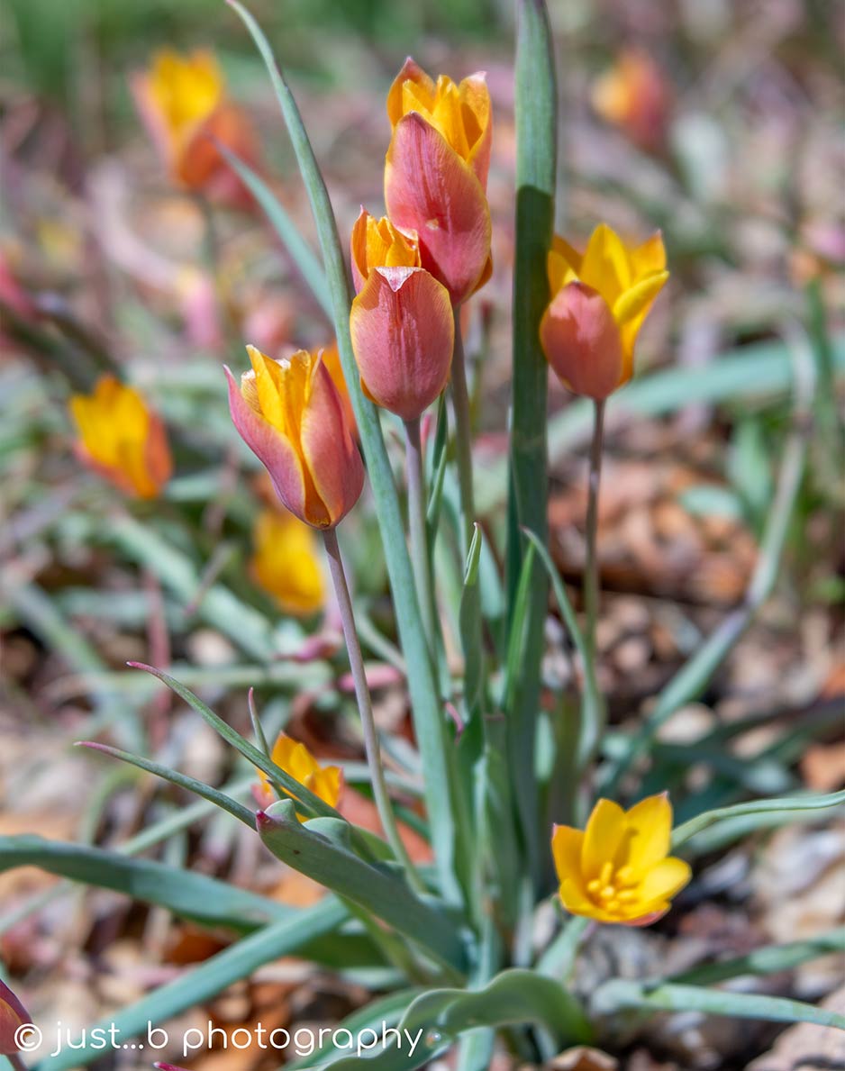 Wildflower Tulips - Small in Size but Diverse in Colors and Varieties