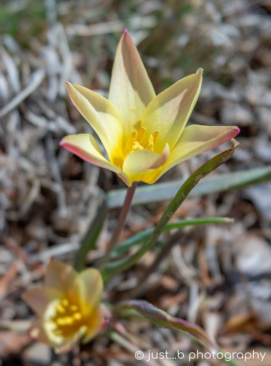 Wildflower Tulips - Small in Size but Diverse in Colors and Varieties