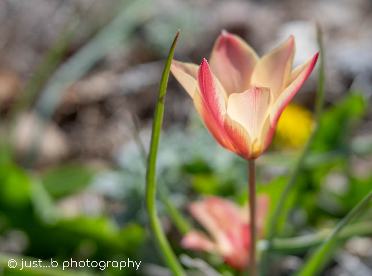 Wildflower Tulips - Small in Size but Diverse in Colors and Varieties