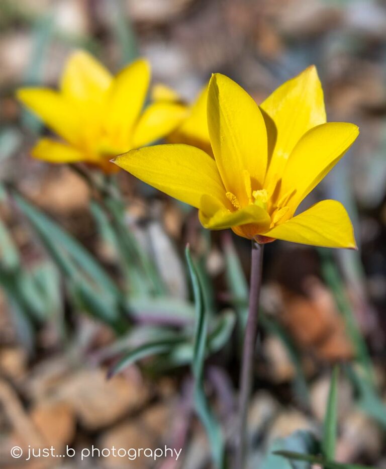 Wildflower Tulips - Small in Size but Diverse in Colors and Varieties