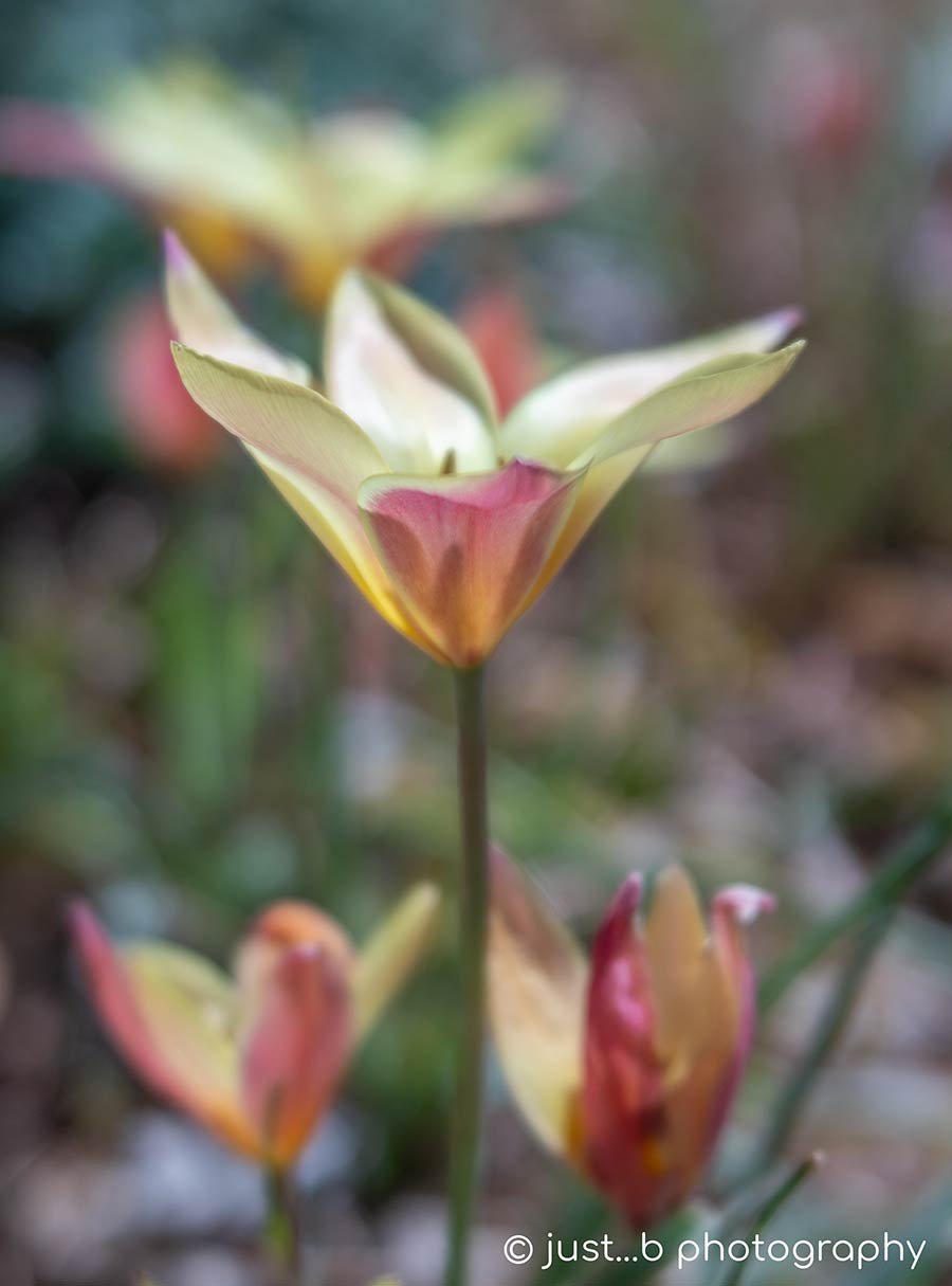 Wildflower Tulips - Small in Size but Diverse in Colors and Varieties