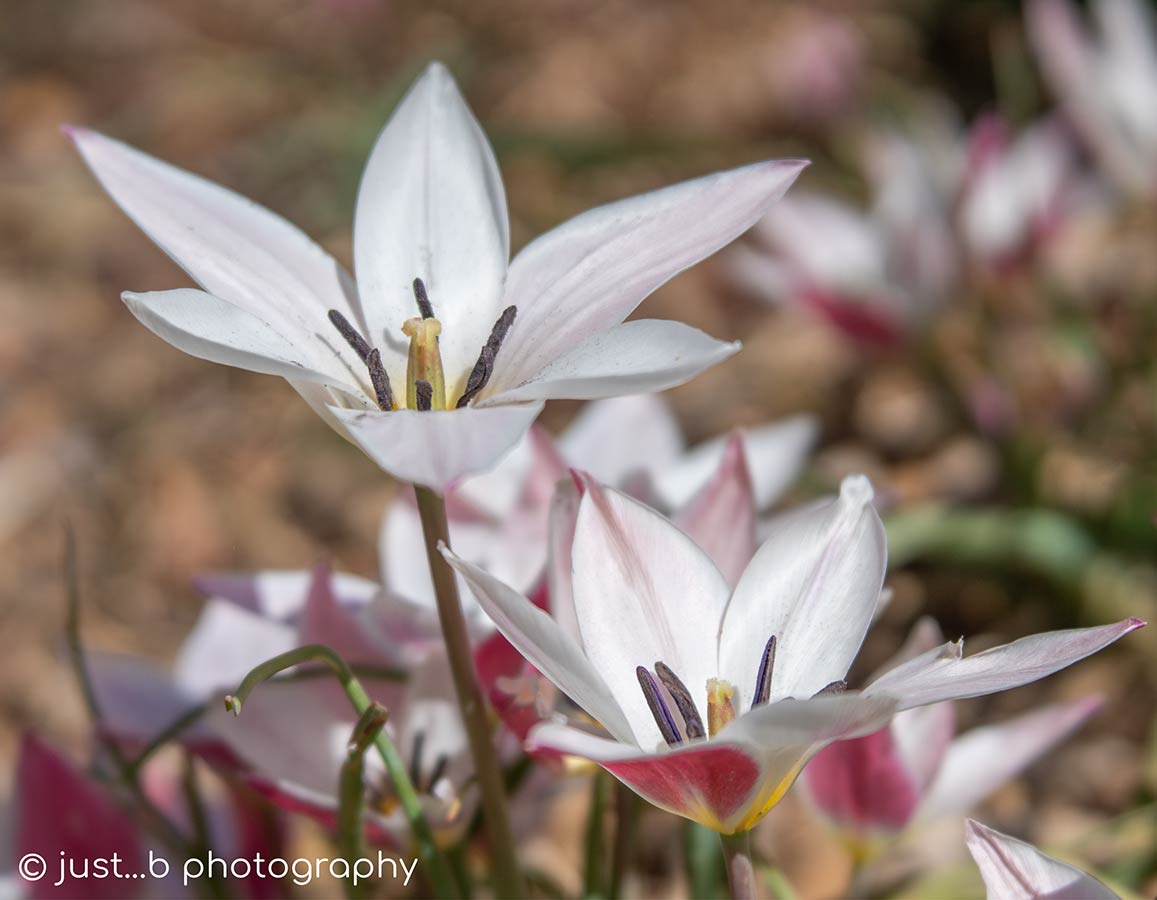Wildflower Tulips - Small in Size but Diverse in Colors and Varieties