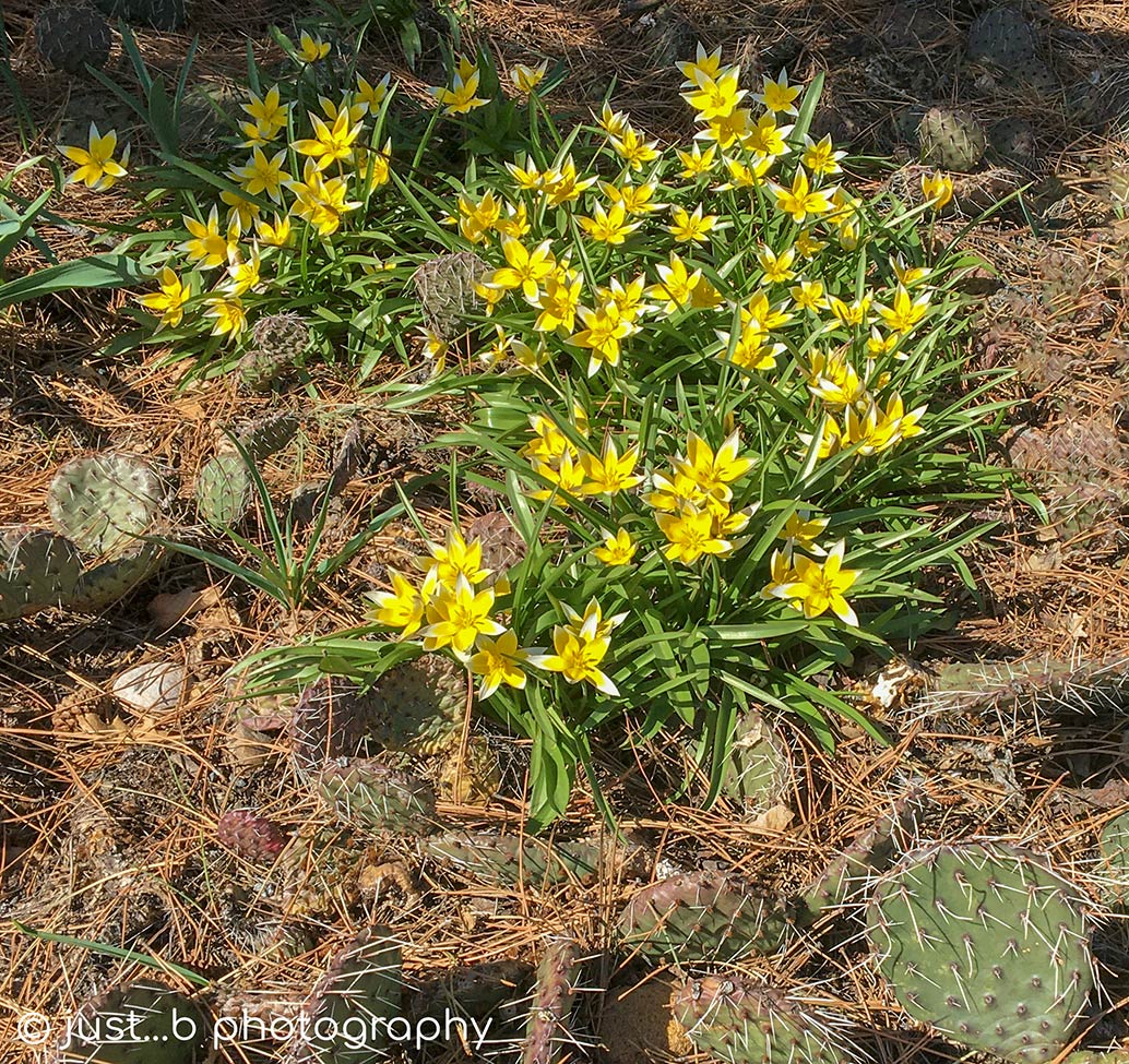 Wildflower Tulips - Small in Size but Diverse in Colors and Varieties