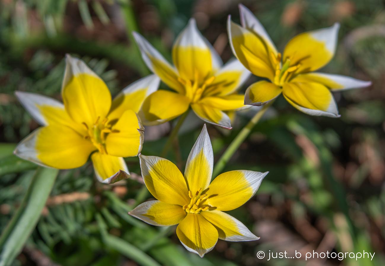 Wildflower Tulips - Small in Size but Diverse in Colors and Varieties