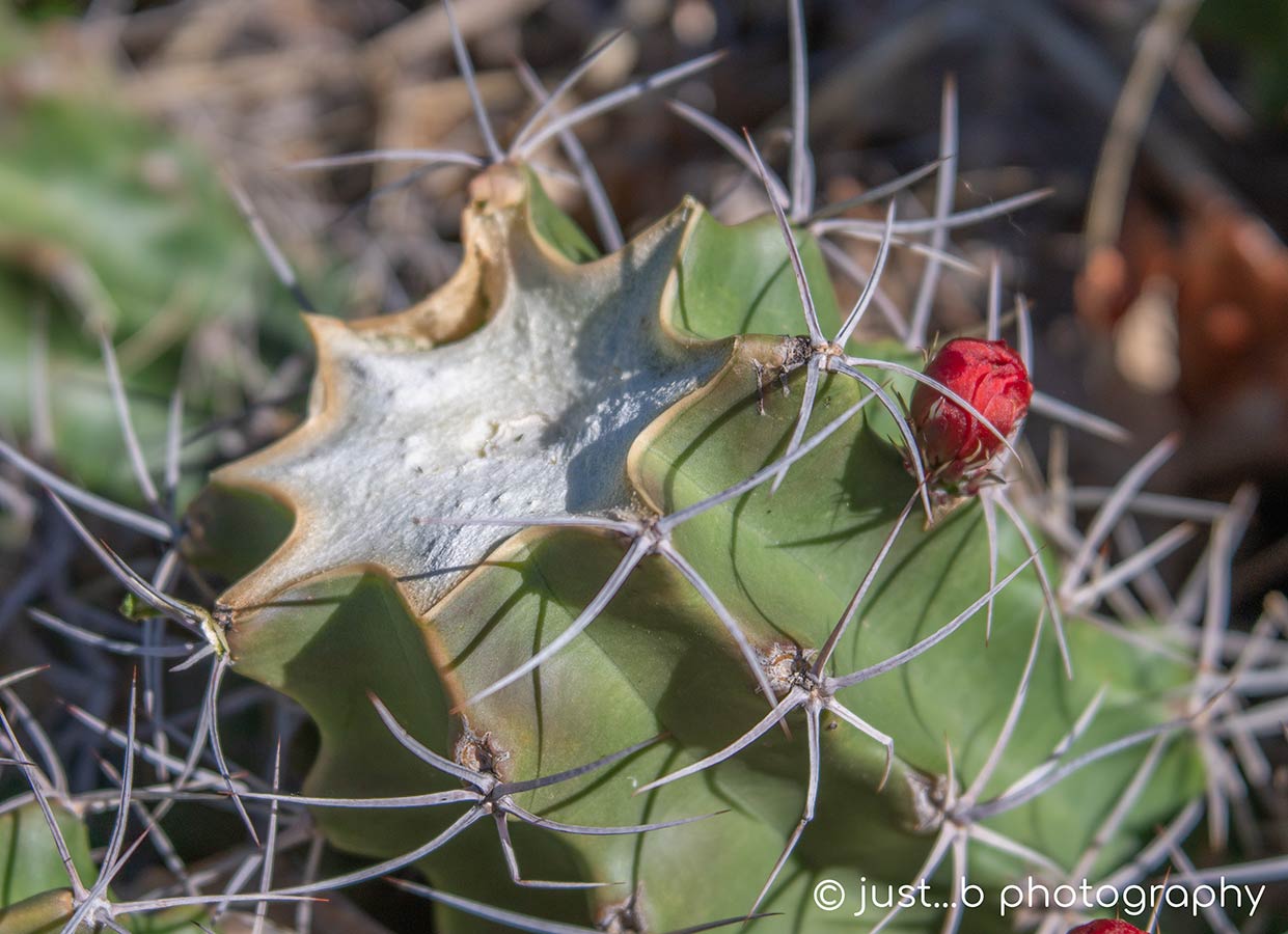 Barrel Cactus Carnage - The Assault On These Plants Continues...