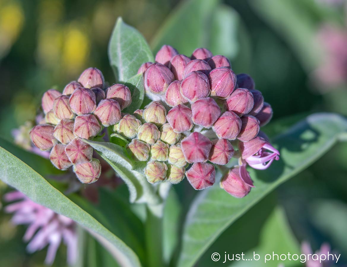 Showy Milkweed Shine with Pretty Pink Flowers and Fuzzy Buds