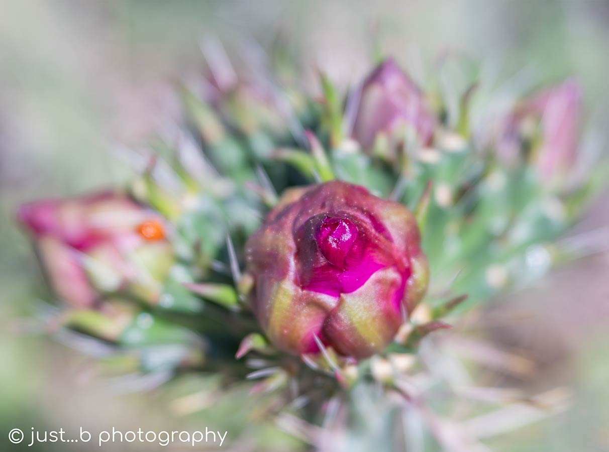 Cholla Cactus Plants With Its Magenta Flowers Explode Into Life