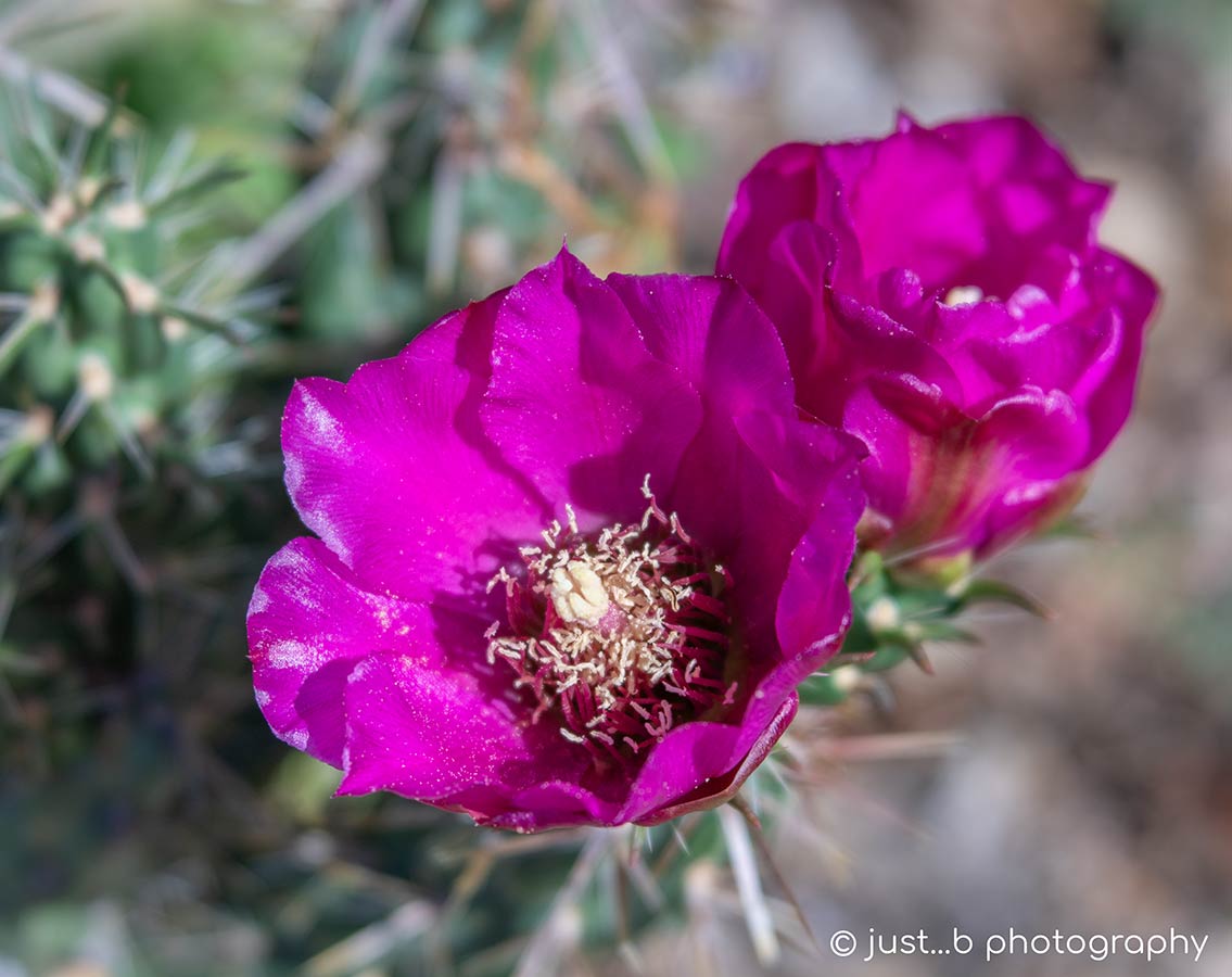 Cactus Flowers Archives - just...b photography