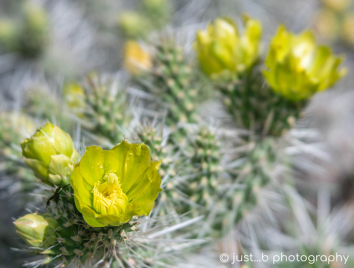 Snow Leopard Cholla Cactus with Its Lemon Yellow Flowers