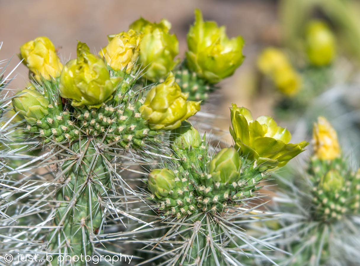 Snow Leopard Cholla Cactus with Its Lemon Yellow Flowers