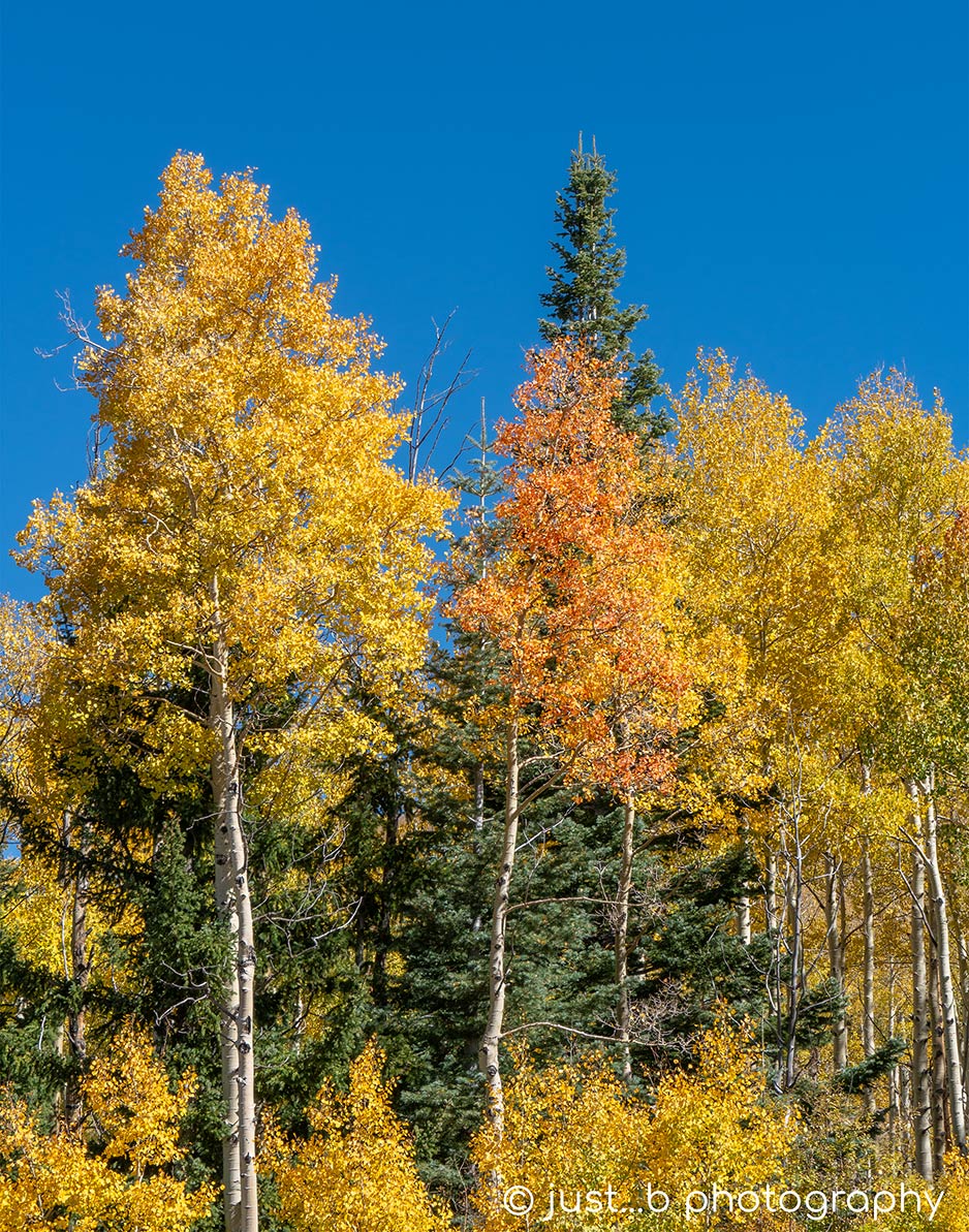Aspen Vista Trail - Colorful Fall Landscapes Above Santa Fe, NM