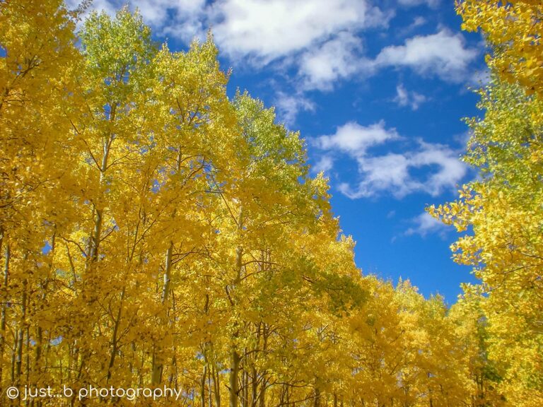 Aspen Vista Trail - Colorful Fall Landscapes Above Santa Fe, NM