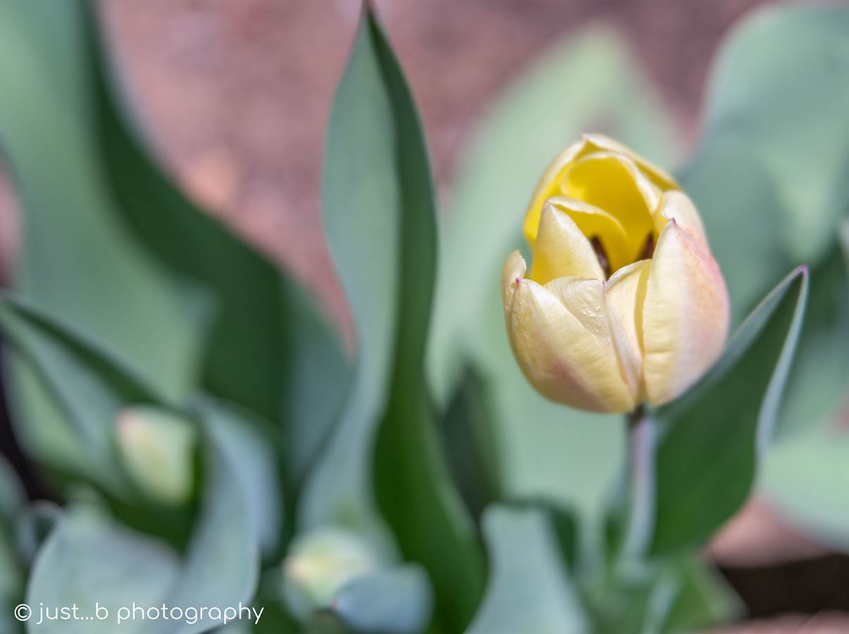 Conventional Tulips Blooming Outside My Door in Early Spring