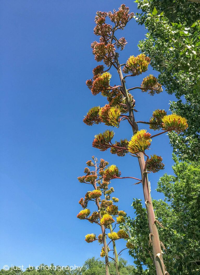 Agave Plants Often Called Century Plants with Their Rosette Form