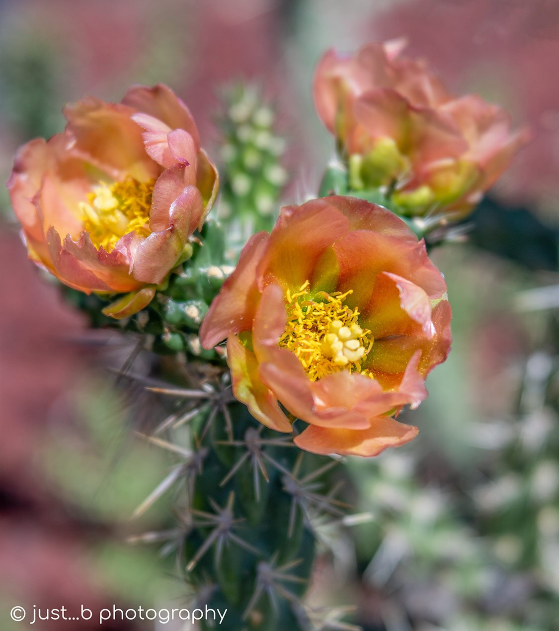Cholla Cactus Flowers - Discovering Colorful New Varieties